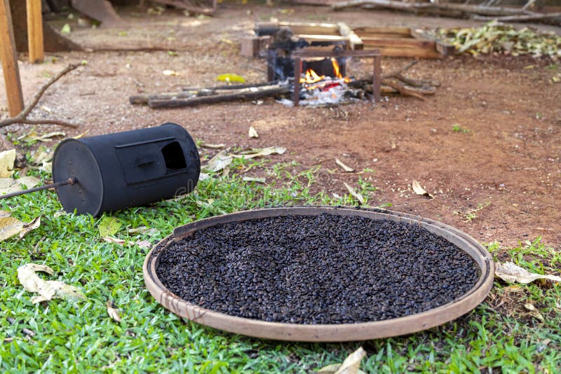 Roaster in farm stock image. Image of farm, animals - 148813193