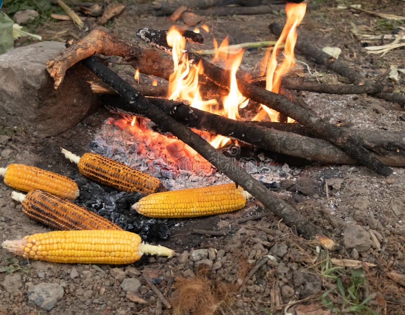 Roasting Corn Bonfire Cooking Concept Stock Photos - Free & Royalty ...