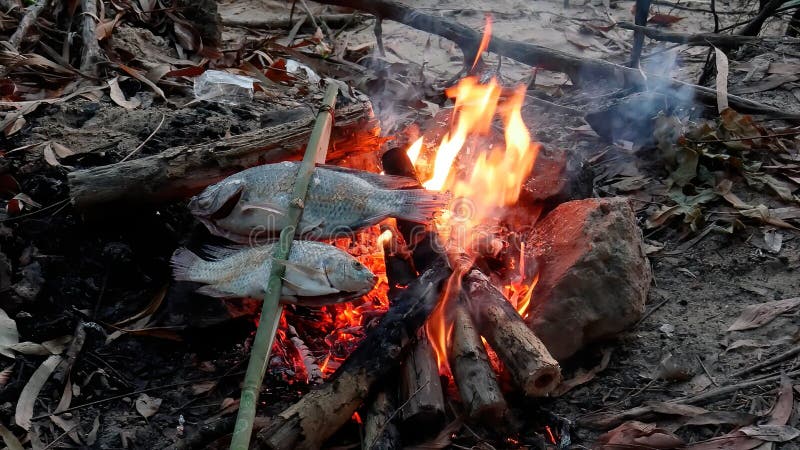 Roasting Fish on a Fire in Field Conditions Stock Image - Image of ...