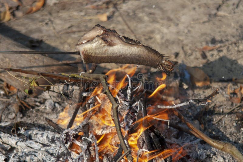 Roasting fish on fire stock image. Image of cooking - 128769085