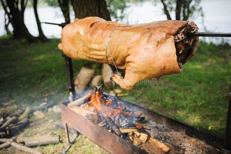 Roasting pig stock photo. Image of porky, grill, domestic - 50048334
