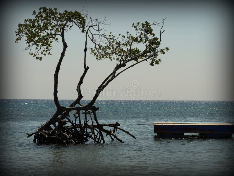 Roatan beach tree stock photo. Image of suntan, beach - 158206238