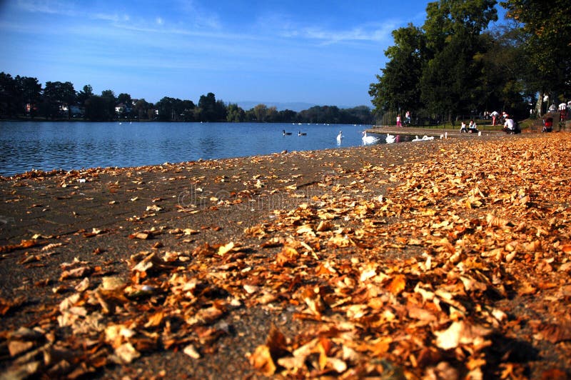 Roath lake stock image. Image of leaves, autumn, path - 12509141