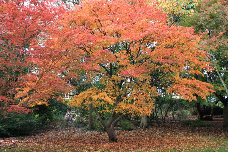 Roath Park, Cardiff, Wales stock image. Image of tree - 94818781