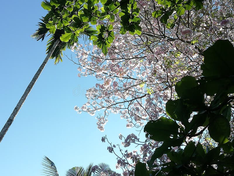 Robarosiya flower tree stock photo. Image of produce - 208438332