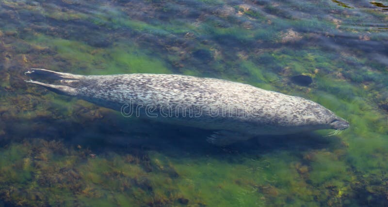 Robbe, Die Unter Wasser Schwimmt Stockbild - Bild von leben, wasser ...