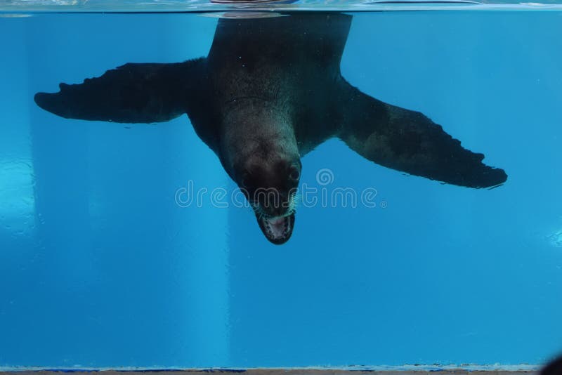 Robbe Seal Look Like Monster Dangerous Stock Photo - Image of dangerous ...