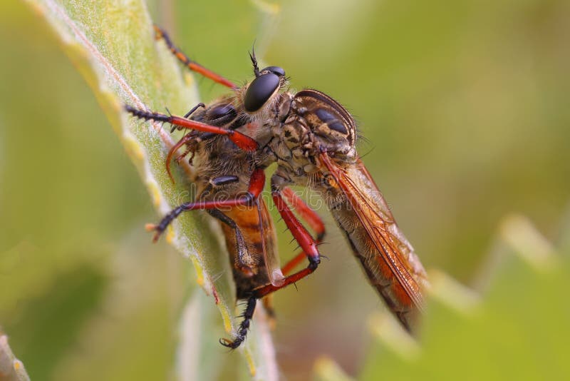 Robber or Assassin Fly stock photo. Image of australia - 245679362