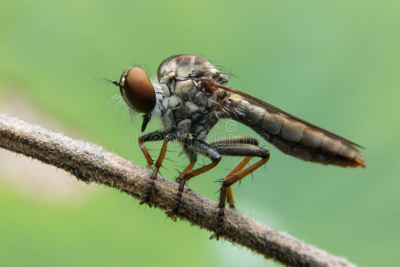 Robber flies stock image. Image of insect, cute, yellowhead - 60834795