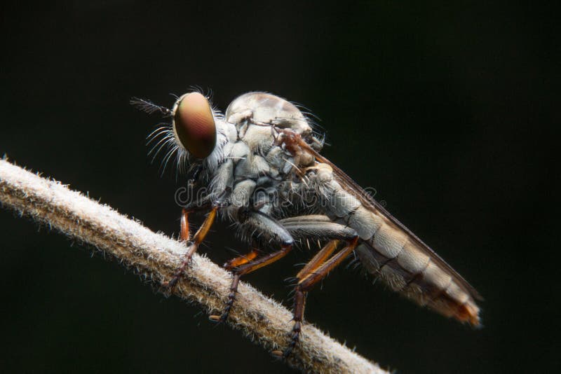 Robber flies stock photo. Image of cute, bigeye, nature - 60834804