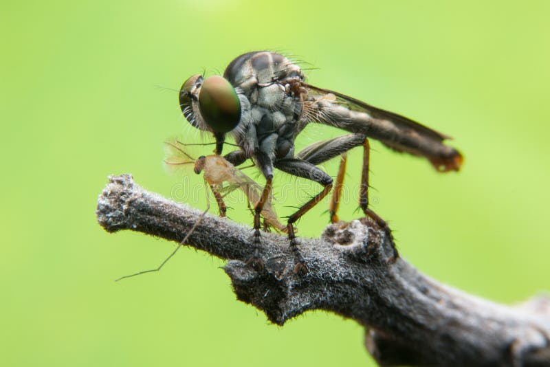 Robber flies stock photo. Image of hunter, nature, flies - 60837604