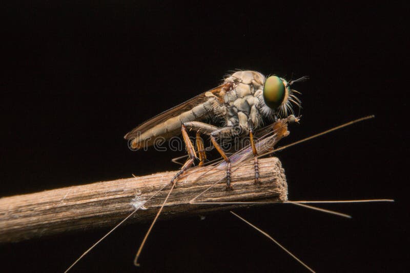 Robber flies stock image. Image of bigeye, hunter, macro - 61029529