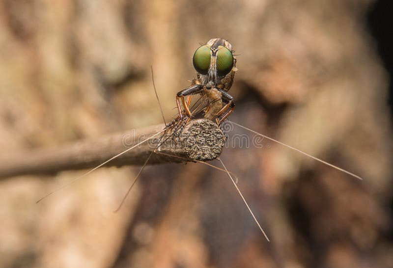 Robber flies stock image. Image of wildlife, black, mini - 61029619