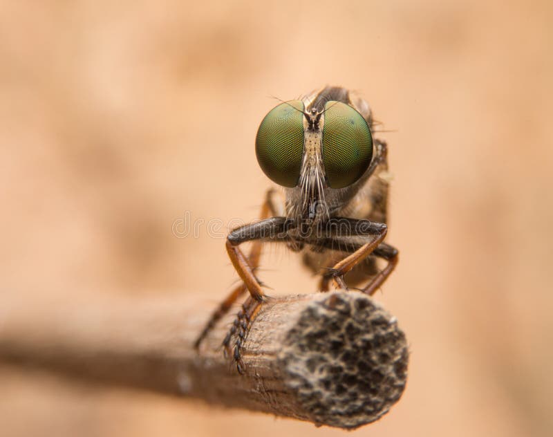 Robber flies stock photo. Image of nature, bigeye, leave - 61030294