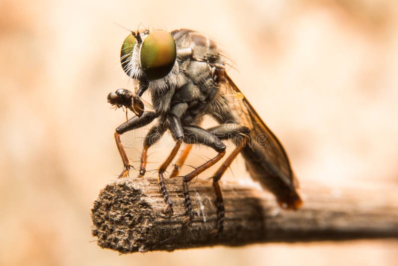 Robber flies stock image. Image of dead, cute, bark, nature - 60083277