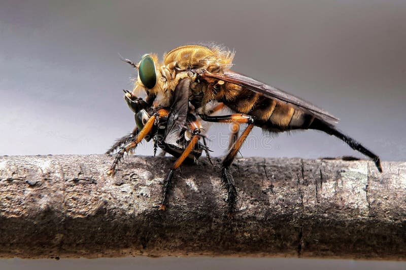 Robber Flies Eat Orey on Twigs Stock Photo - Image of twigs, robber ...