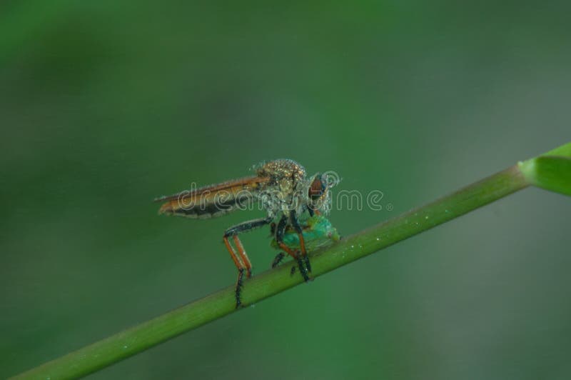 Robber Flies are Eating Prey Stock Image - Image of nature, flies ...