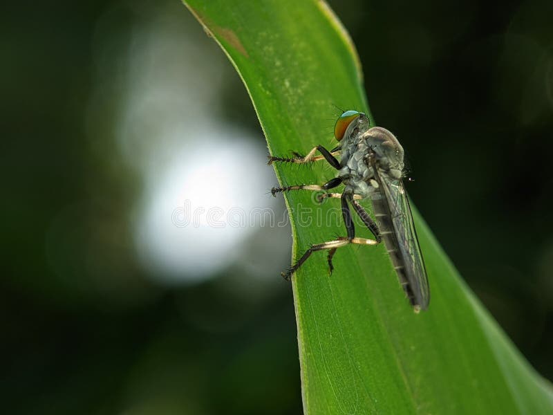 Robber Flies on a Green Leaf. Stock Image - Image of furry, wing: 267670361