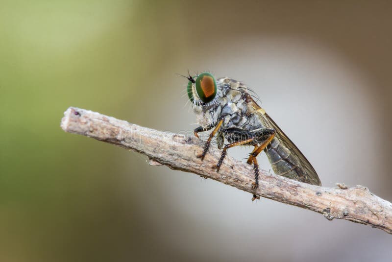 Robber Flies Insecta: Diptera: Asilidae , Insects Perched on Branches ...