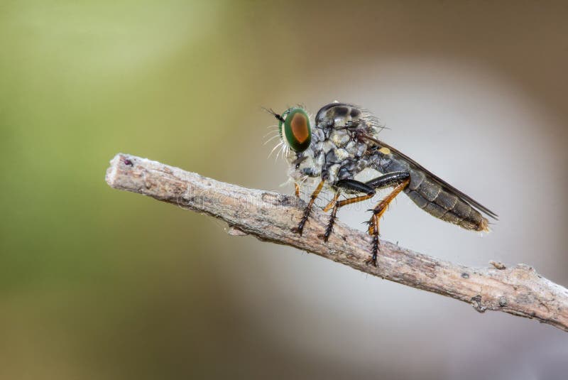 Robber Fly Diptera Predator Insect Isolated on White Stock Photo ...