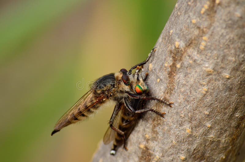 Robber flies stock image. Image of capturing, survival - 93682795