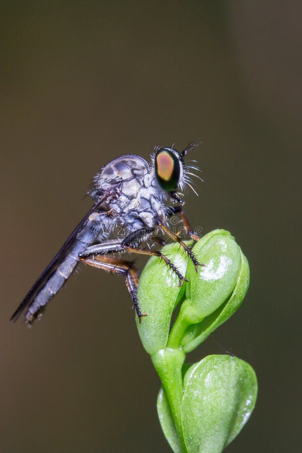 Robber flies stock image. Image of animal, drink, robber - 39889979
