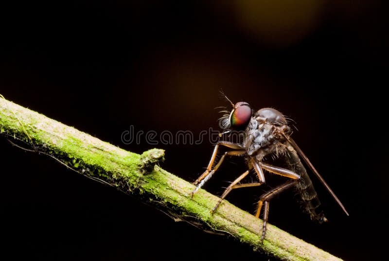 Robber fly stock photo. Image of close, face, furry, abdomen - 10483756