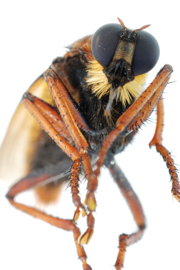 Robber fly stock image. Image of abdomen, diptera, head - 14650619