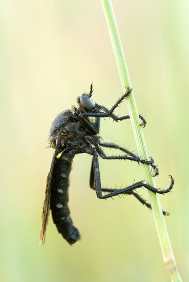 The robber fly stock photo. Image of assassinfly, robber - 15195766