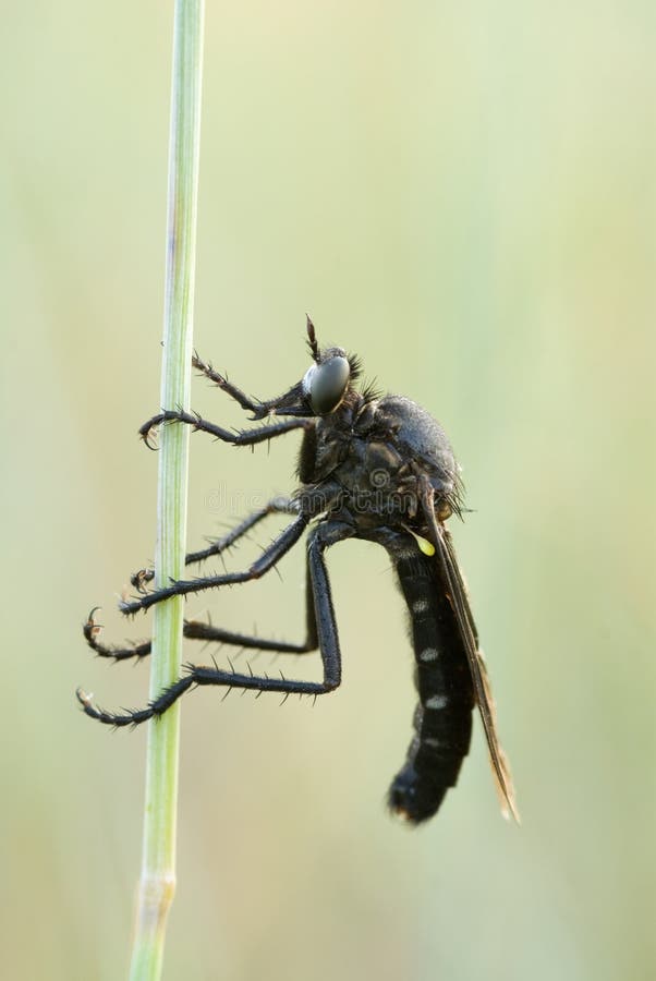 The robber fly stock image. Image of insect, macro, black - 15219921