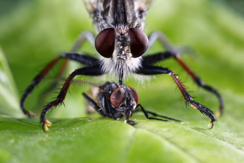 Robber Fly stock photo. Image of animals, macro, predator - 20415592