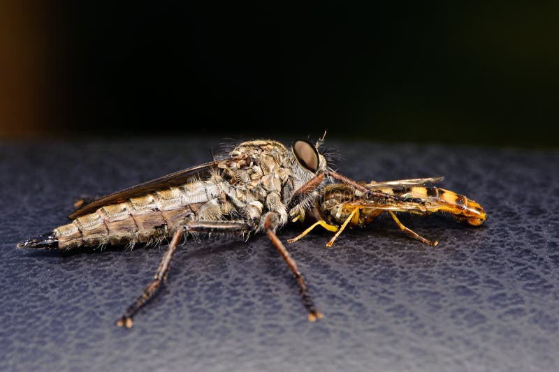 Robber fly stock image. Image of hairy, insect, macro - 20945687