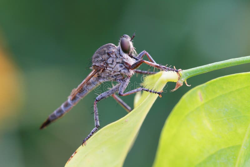 Robber fly stock photo. Image of view, nature, insect - 24102650