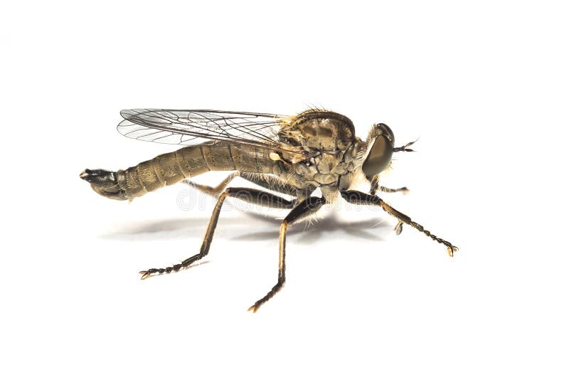 Robber fly stock photo. Image of wing, insect, macro - 24633912