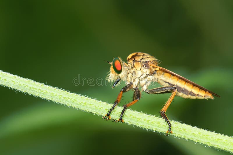 Robber fly stock image. Image of close, macro, winged - 25882053