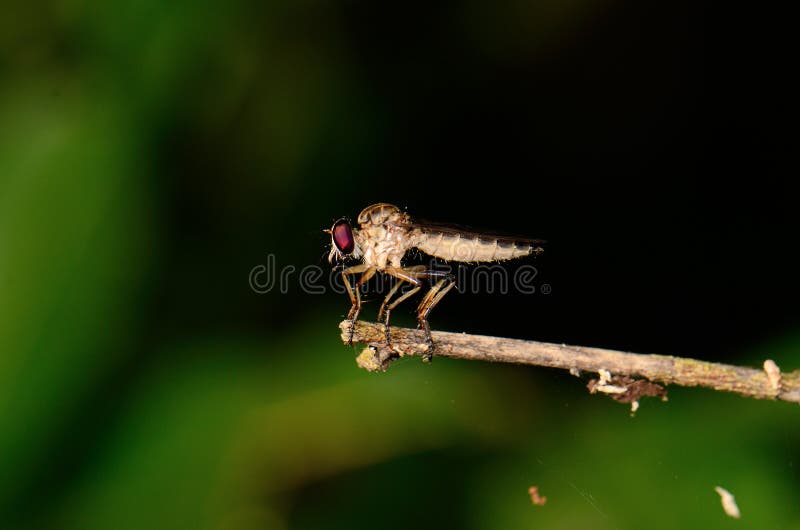 Robber fly stock photo. Image of exotic, colourful, predator - 27321366