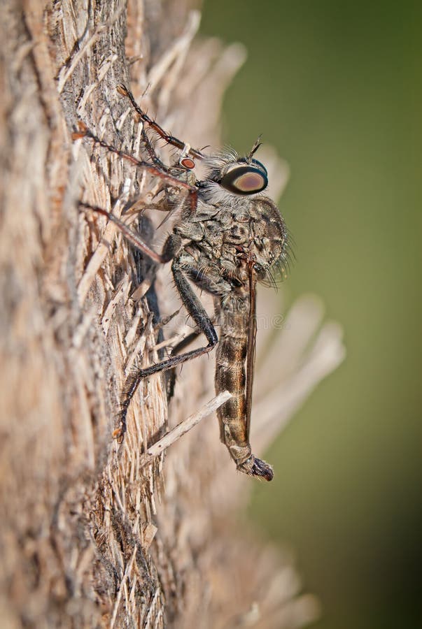 Robber Fly stock image. Image of robber, nature, hunter - 27817171