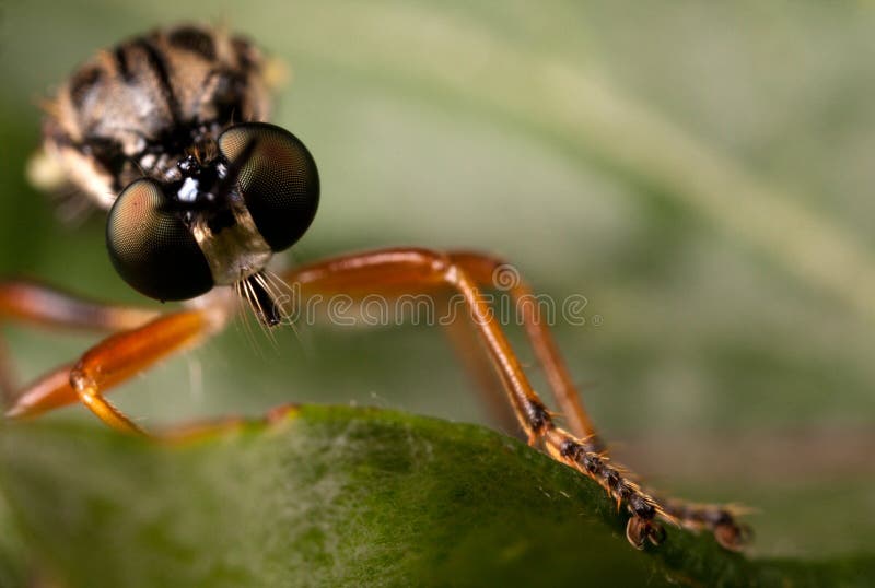 Robber fly stock photo. Image of flora, brown, park, face - 28941078