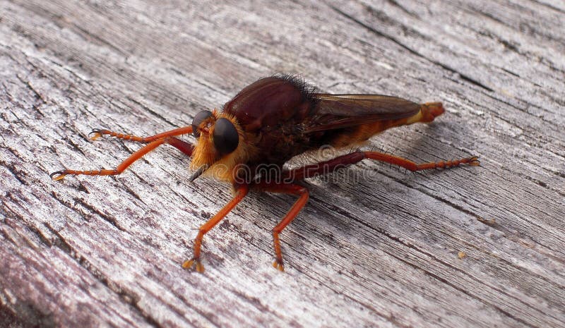 Robber Fly stock photo. Image of tree, florida, woods - 7598806