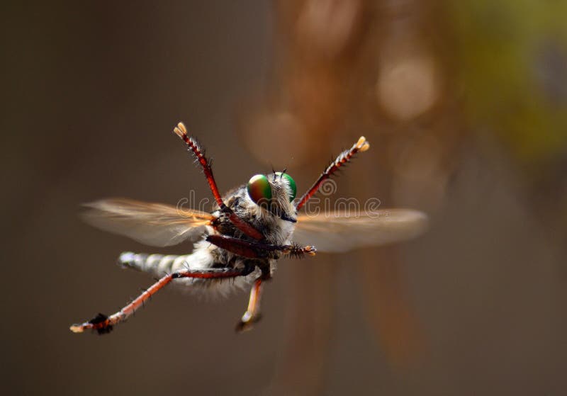 Robber fly stock photo. Image of natural, entomology - 83709376