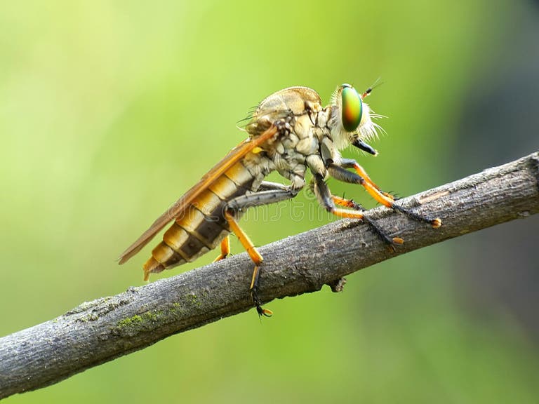 Robber fly stock image. Image of macro, robber, tree - 106460733