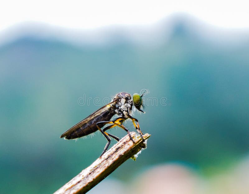 Robber fly stock image. Image of nature, outdoor, animals - 147143029