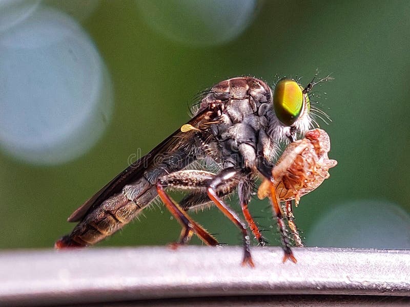 Robber Fly Asilidae Animal Insect Asilomorpha Stock Image - Image of ...