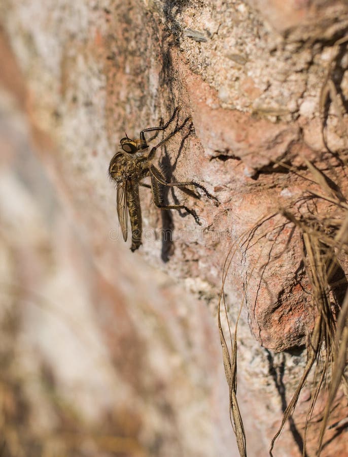 Robber Fly stock photo. Image of dark, detail, creature - 43938928
