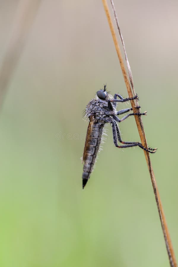 Robber fly - Asilidae stock image. Image of insect, oculi - 101635941