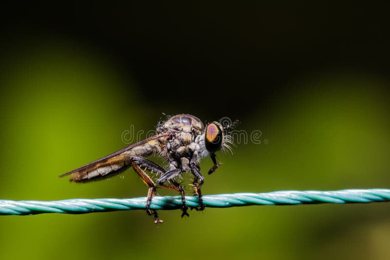 Robber Fly, Assassin Fly Asilidae Stock Photo - Image of wild, hunting ...