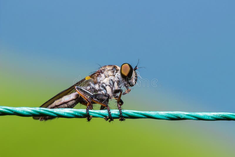 Robber Fly, Assassin Fly Asilidae Stock Image - Image of wild, nature ...