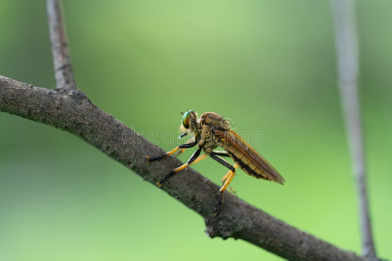Robber Fly, Assassin Fly. a Close-up Stock Image - Image of plant ...