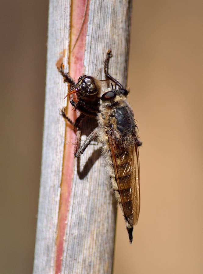 Robber Fly with Bee Under Its Claws Stock Image - Image of kingdom ...