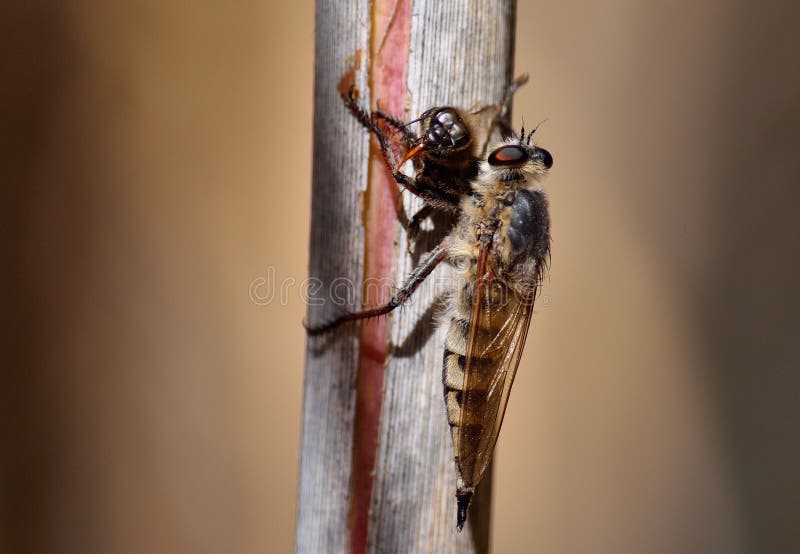Robber Fly Bee Under Its Claws Stock Photos - Free & Royalty-Free Stock ...